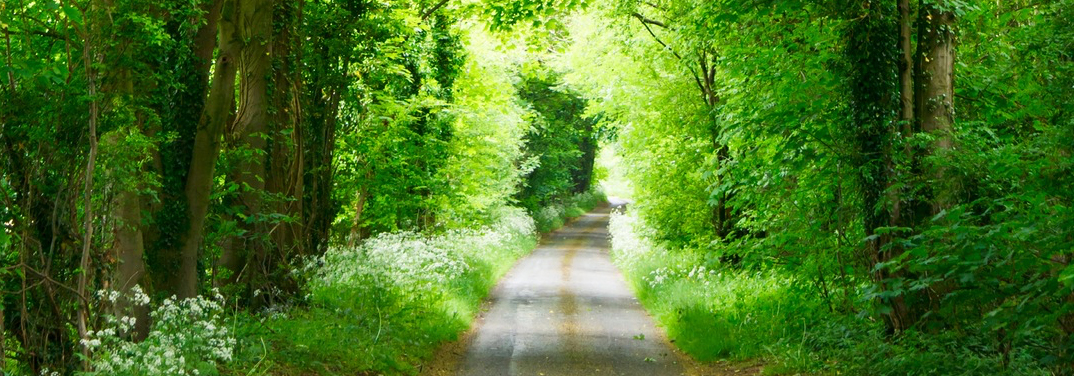 Nature by Design: the Practice of Biophilic Design | Human Spaces